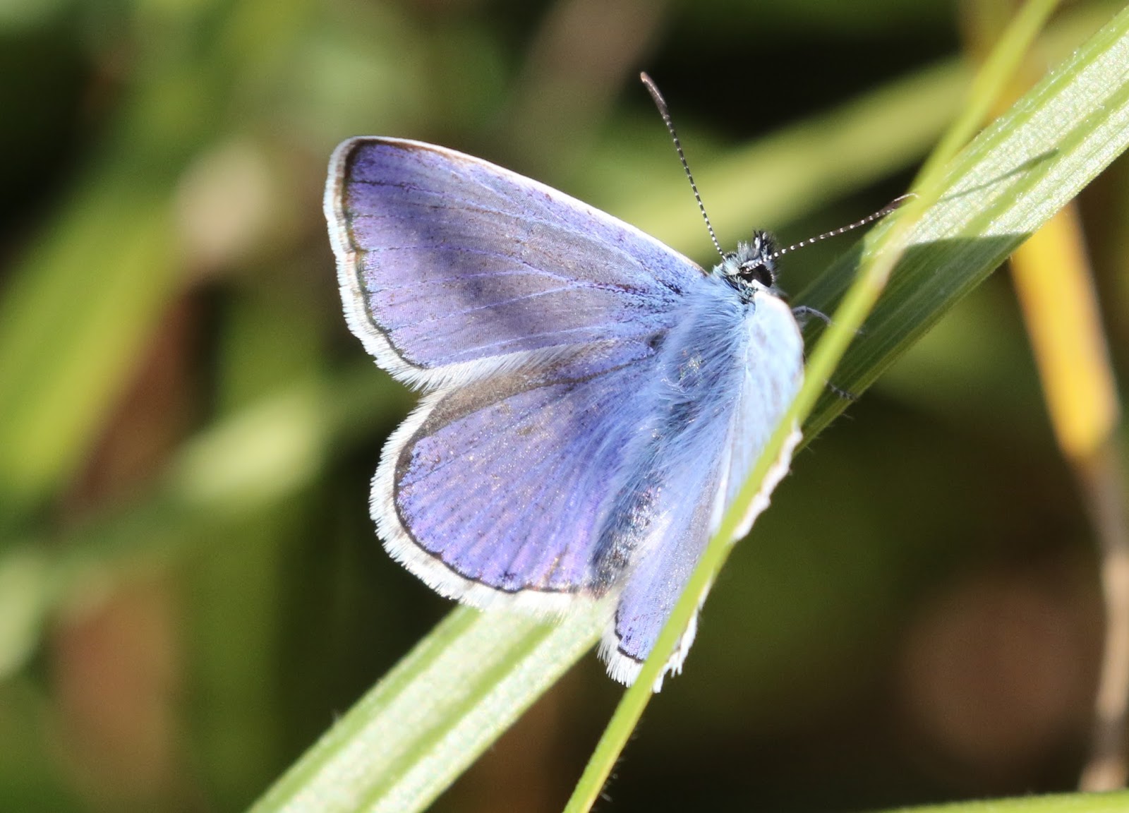 Common Blue – Hadlow Butterflies